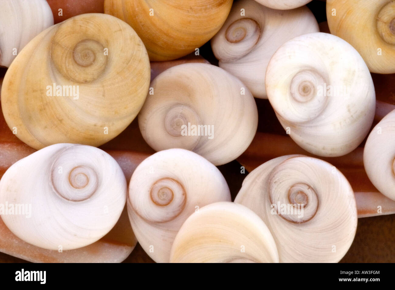 Overlapping shells hi-res stock photography and images - Alamy