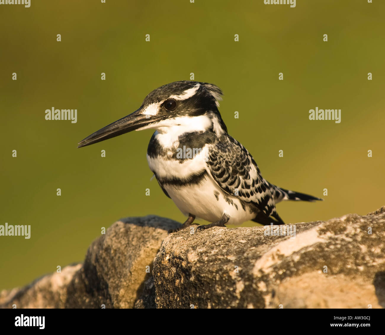 King fisher on rock hi-res stock photography and images - Alamy