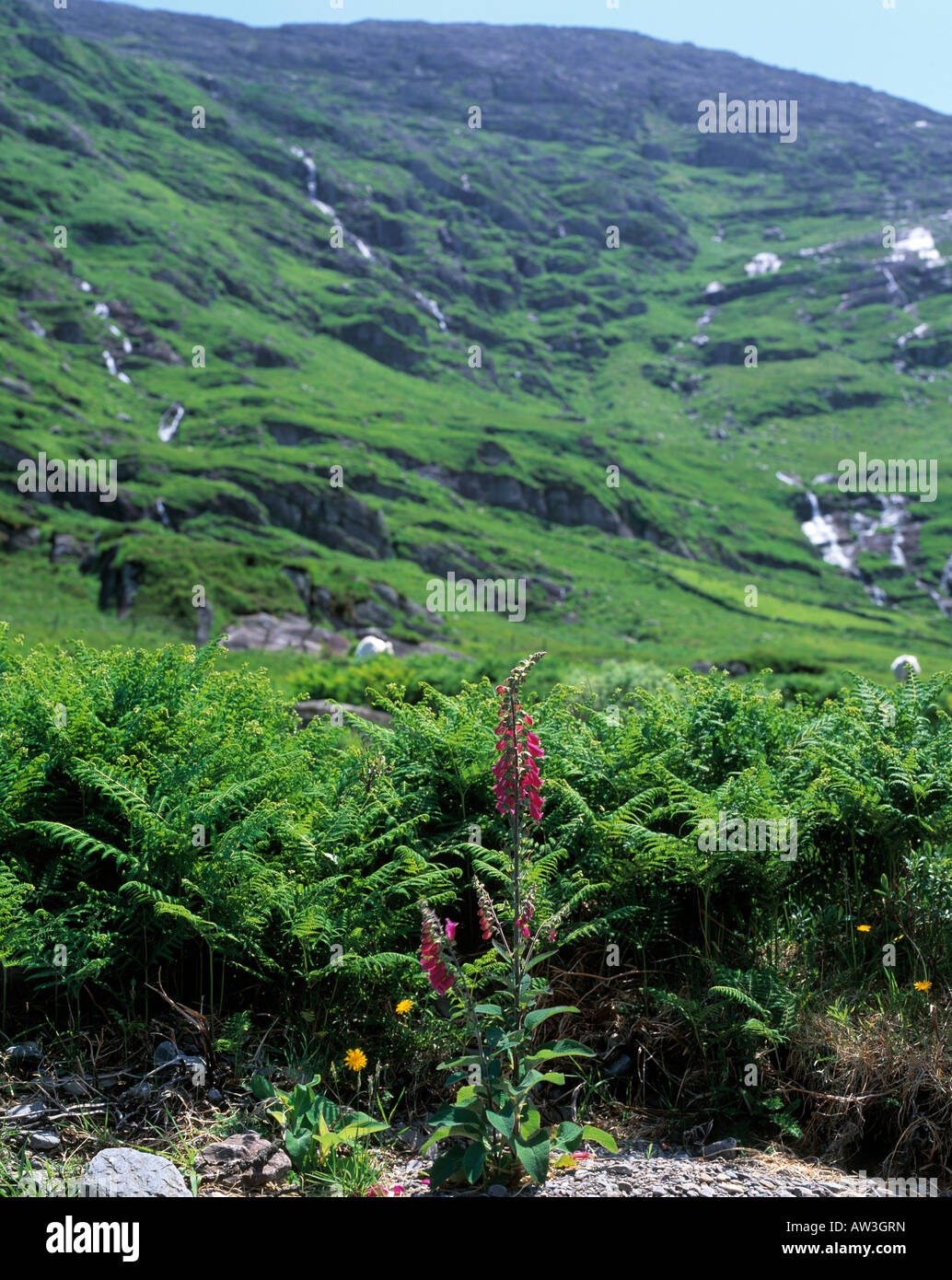 irish remote rural landscape Stock Photo - Alamy