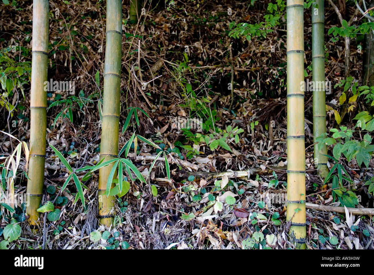 Japaneese food hi-res stock photography and images - Alamy