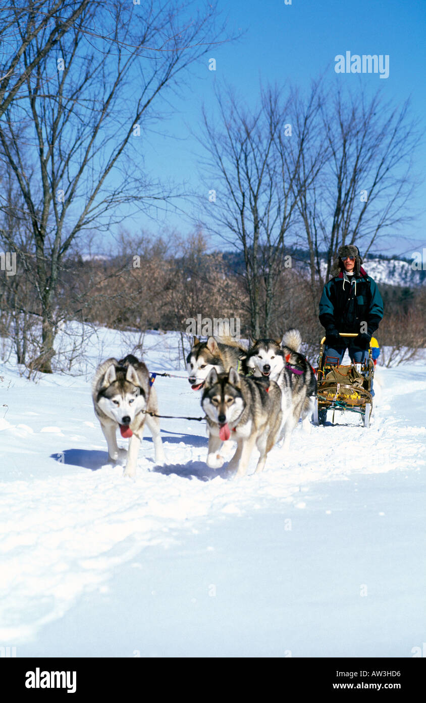Chelsea dogs hi-res stock photography and images - Alamy