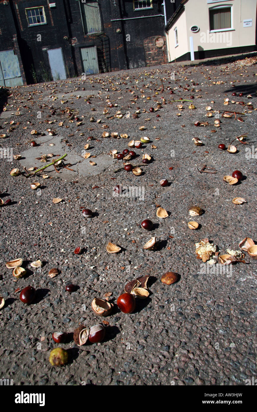 Multiple conkers hi-res stock photography and images - Alamy