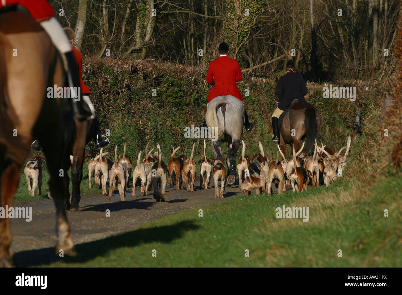 Fox Hunt, horses and hounds looking for fox. Red coat. farm land, green ...
