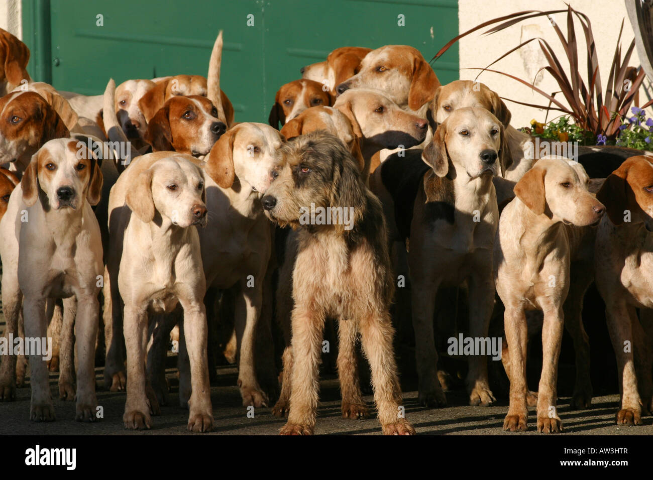 Fox Hunt hounds, closeup sunshine. dogs cub farm farming Stock Photo ...