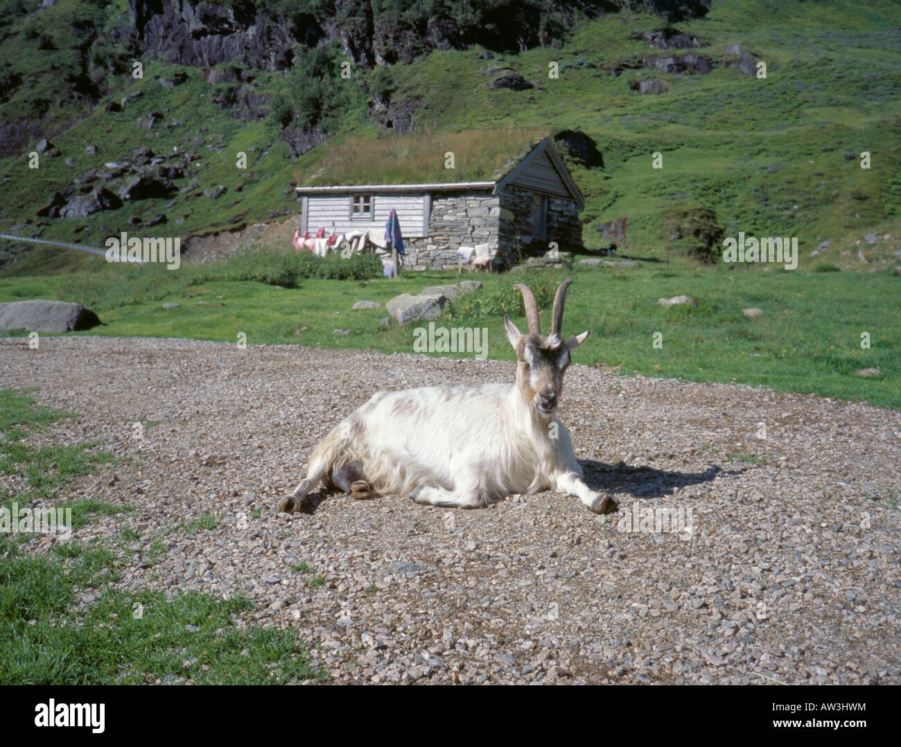 Geit ost hi-res stock photography and images - Alamy