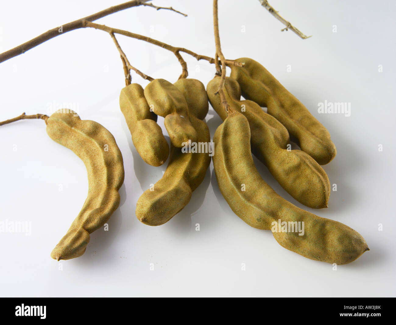 Fresh Tamarind (Tamarindus indica L Stock Photo - Alamy