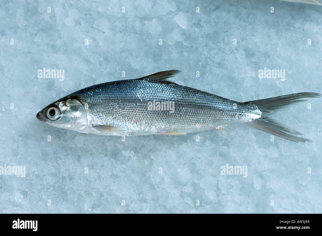 Ikan tenggiri hi-res stock photography and images - Alamy