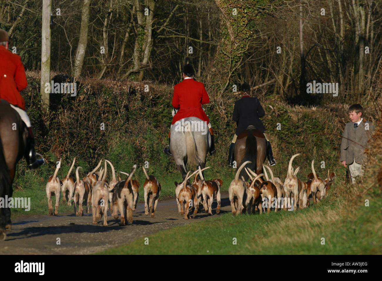 Fox Hunt, horses and hounds looking for fox. Red coat. farm land, green ...