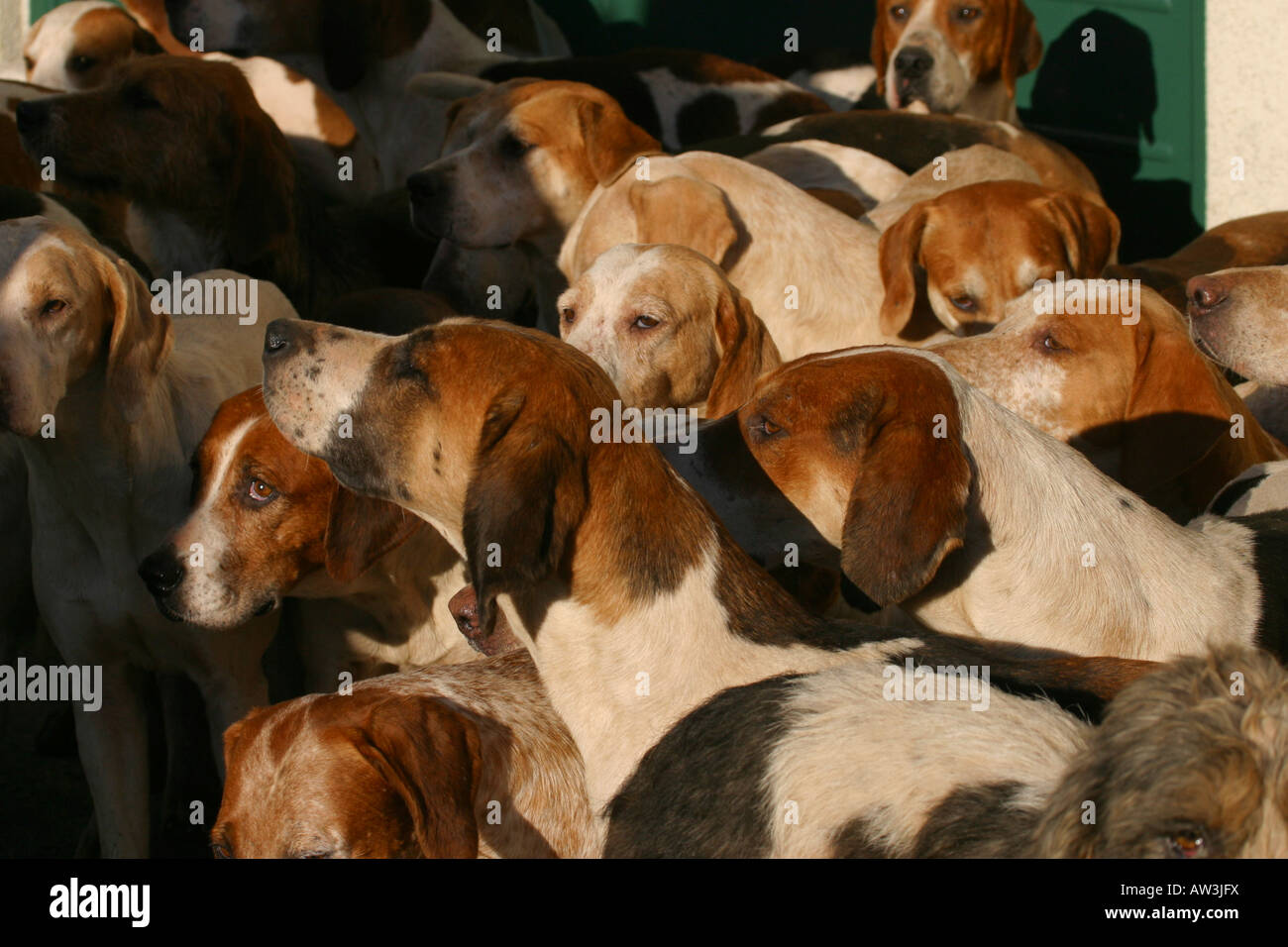 Fox Hunt hounds, closeup sunshine. dogs cub farm farming Stock Photo ...