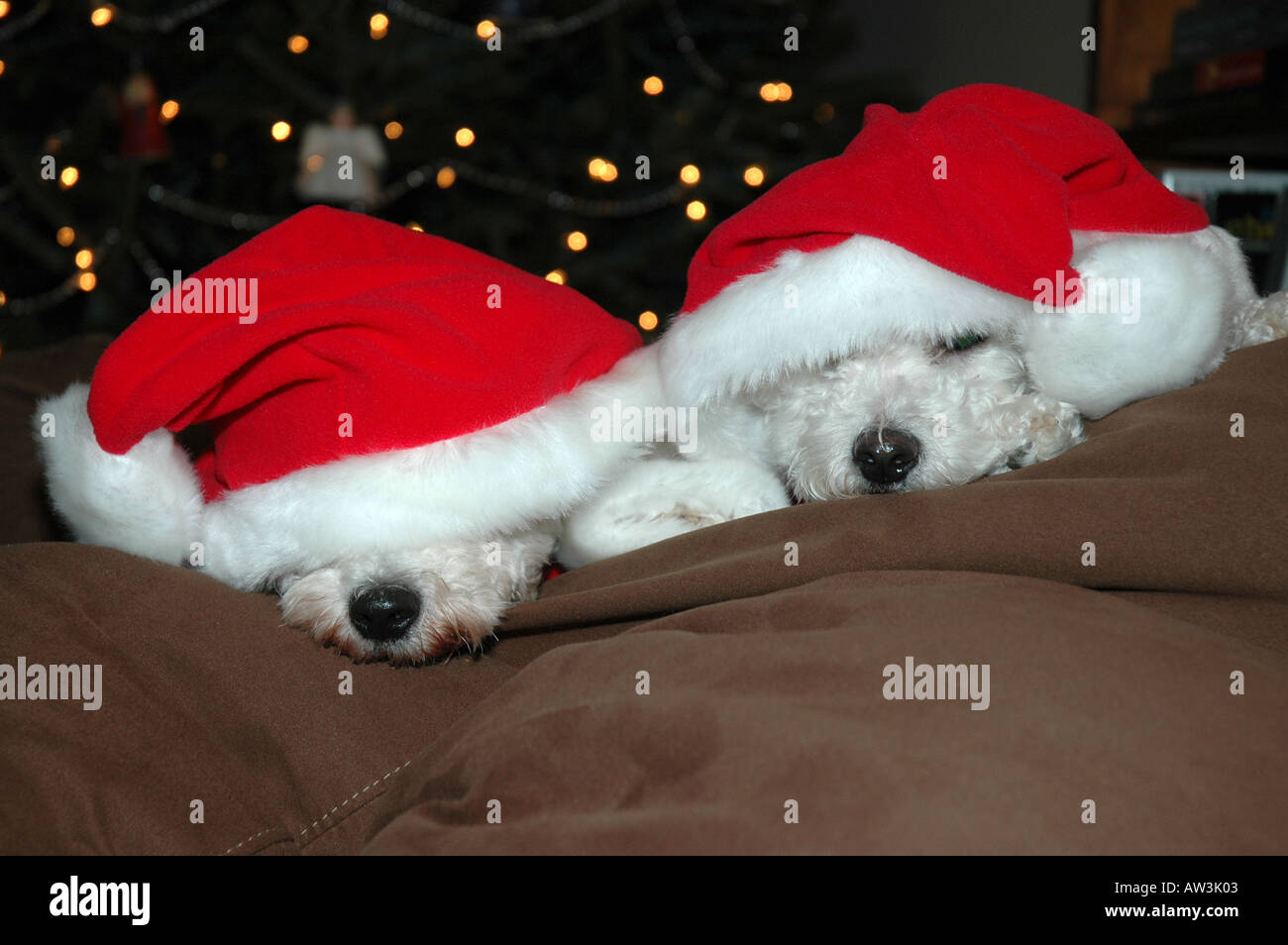 Bichon Frise dogs in holiday Christmas costumes Stock Photo - Alamy