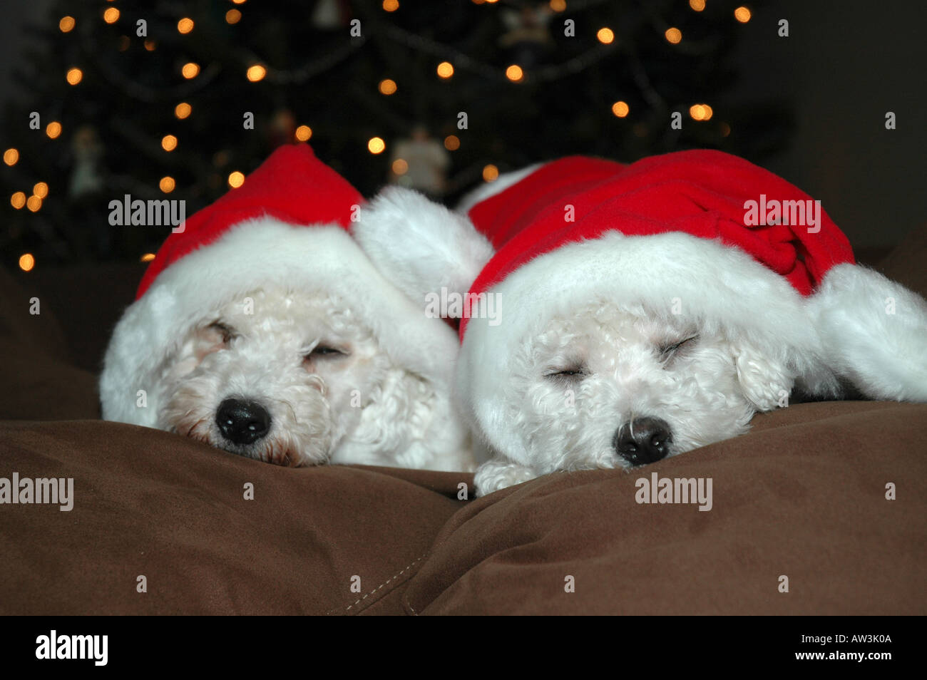 Bichon Frise dogs in holiday Christmas costumes Stock Photo - Alamy