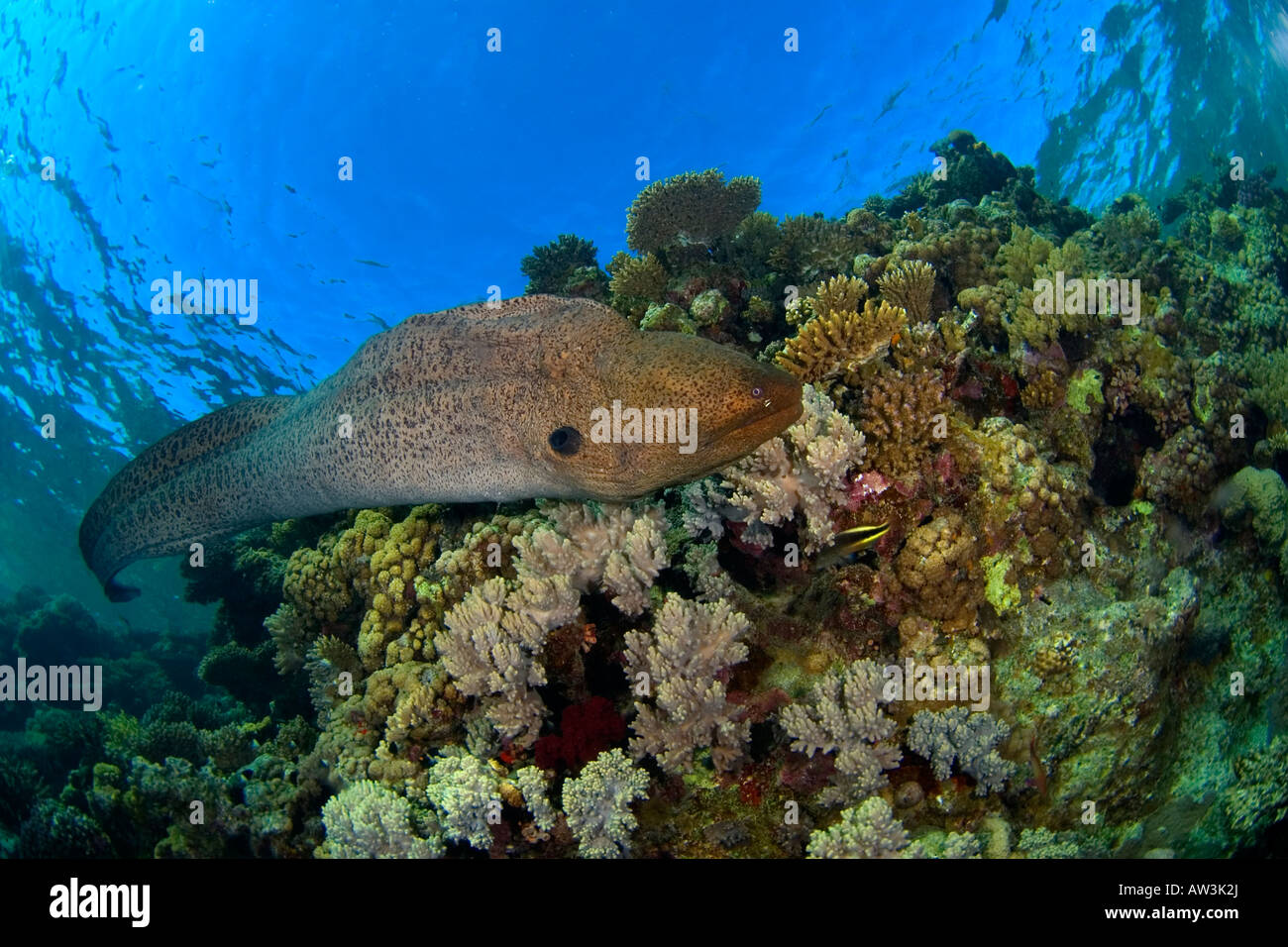 moray eel in Coral reef, Red Sea Egypt, underwater, scuba, diving ...