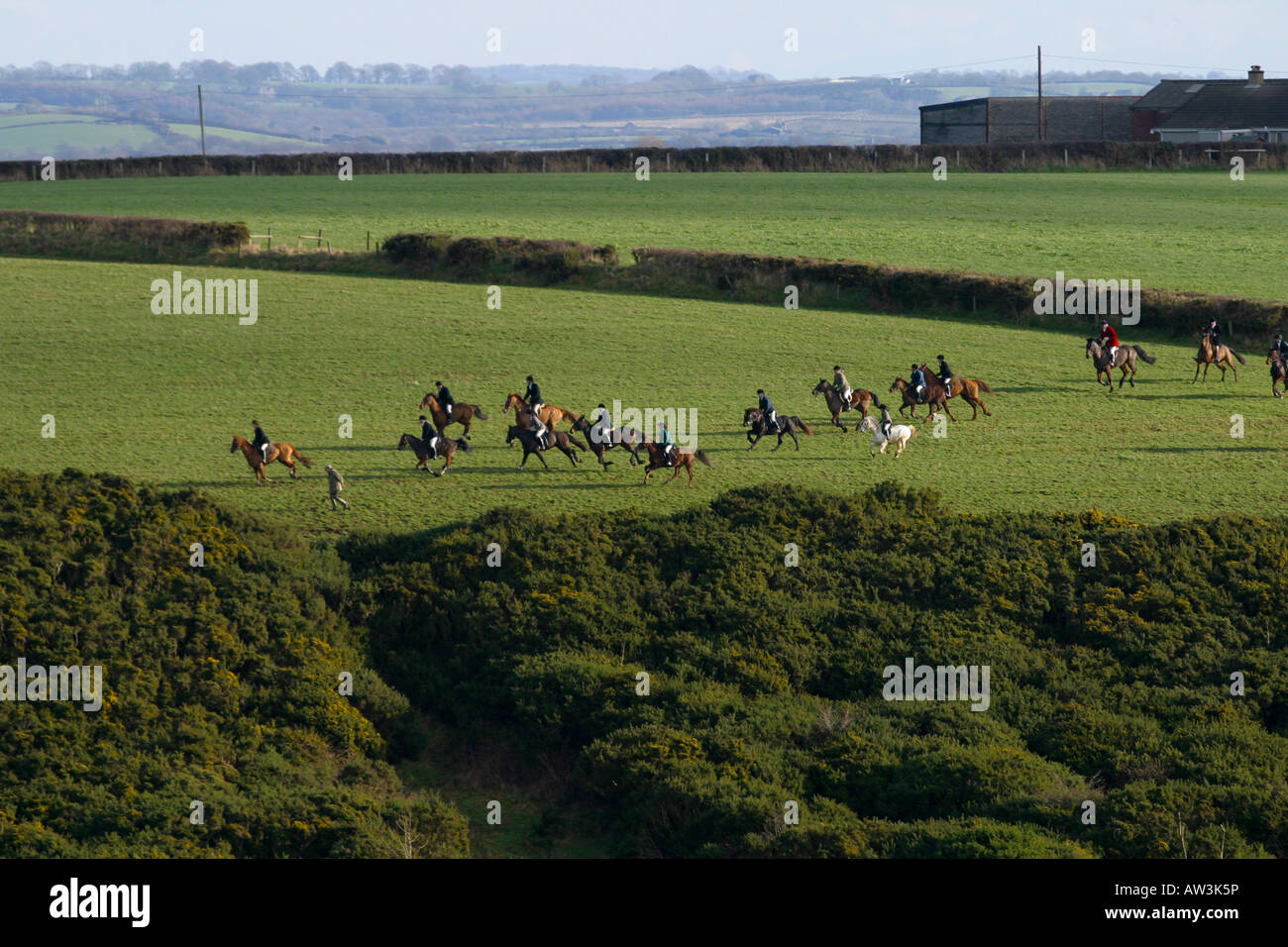 Fox Hunt, horses and hounds looking for fox. Red coat. farm land, green ...