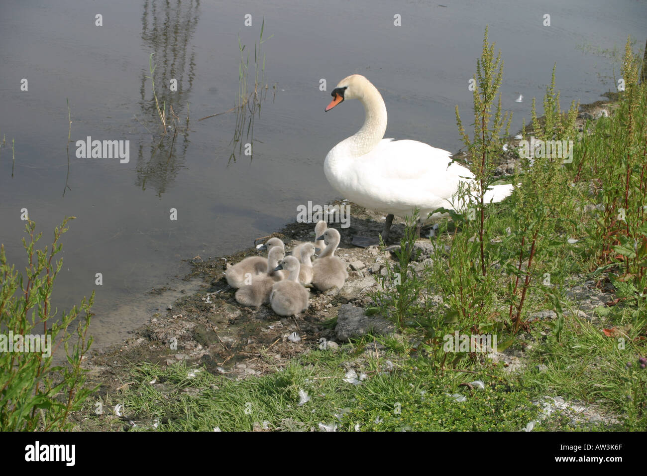 A swan and its cygnets at the Newport Wetlands in South Wales Stock ...