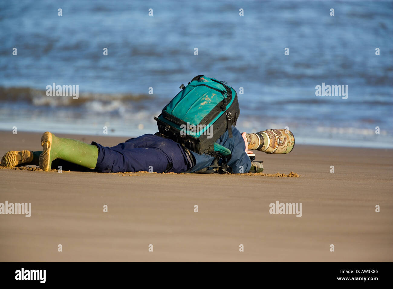 Man laying on beach with backpack and long lens photographing Seals at ...