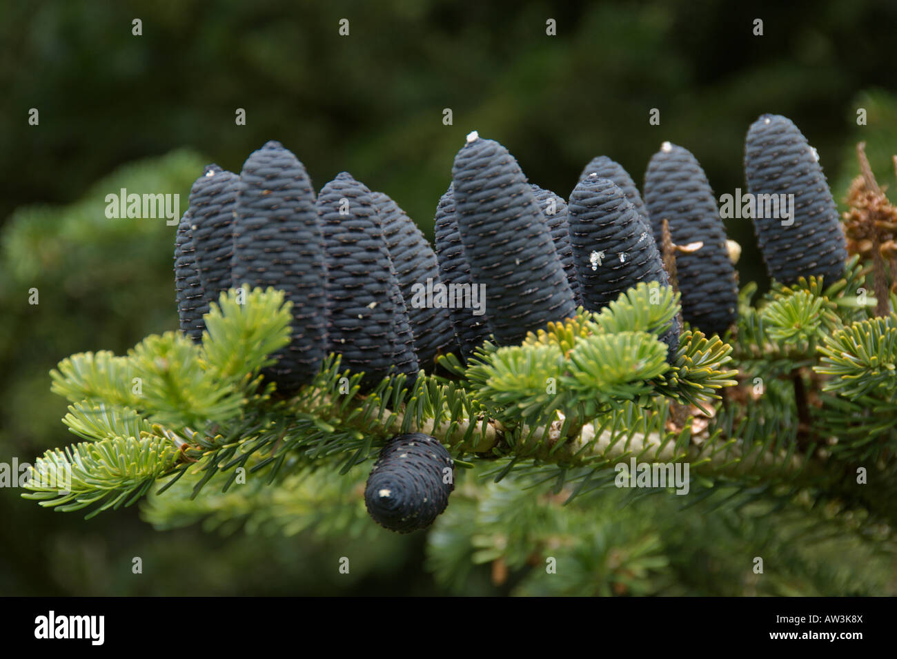 Pine cones hi-res stock photography and images - Alamy