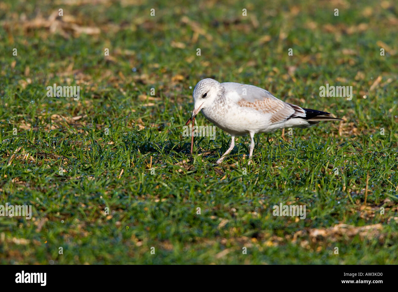 Black headed gull Larus ridibundus Juvenile bird getting worms from ...