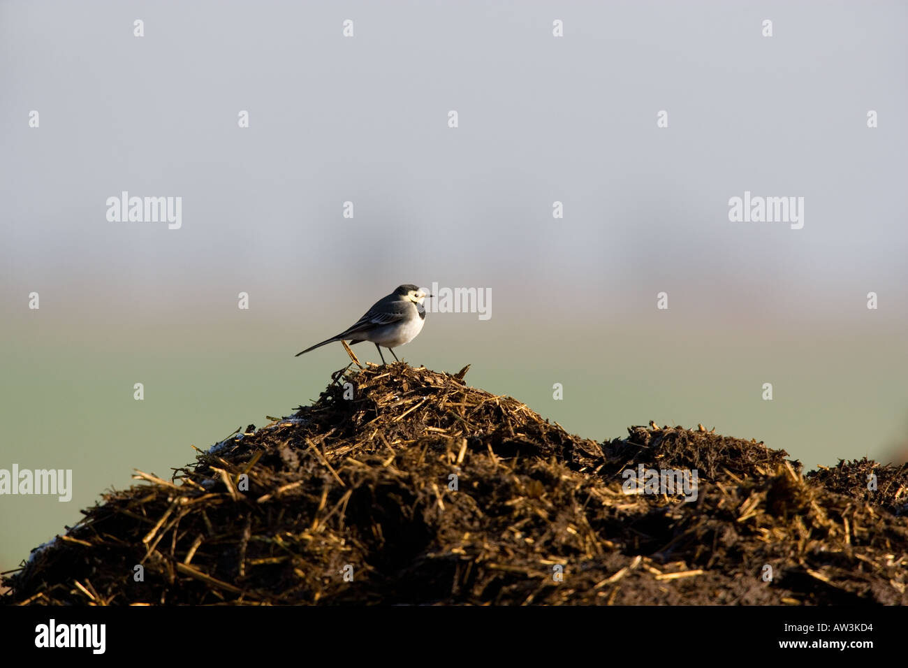 Pied wagtail farmland bird hi-res stock photography and images - Alamy