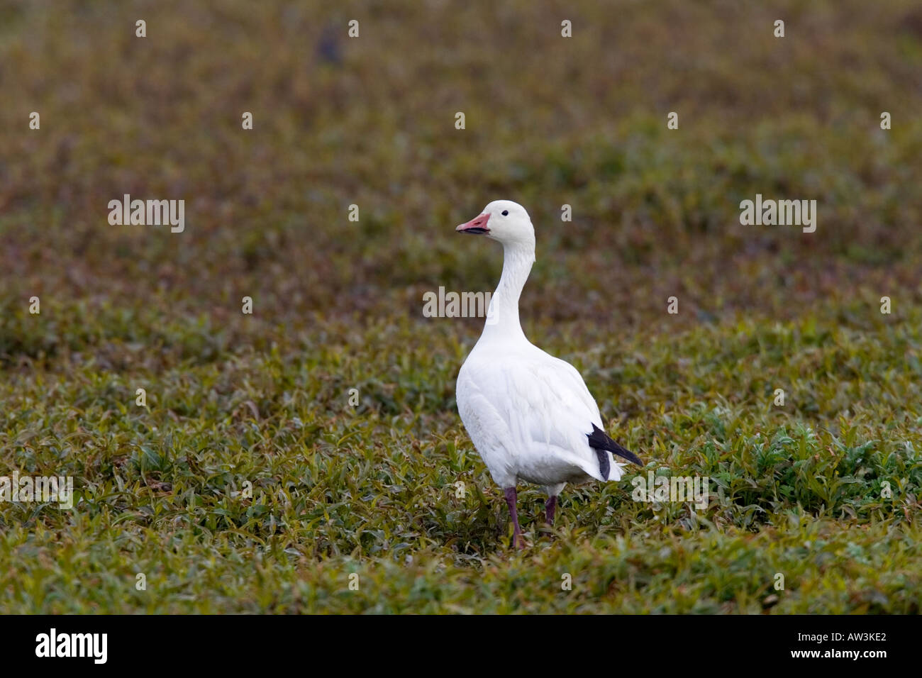 Snow goose Anser caerulescens standing on rough grassy marsh skokholm ...