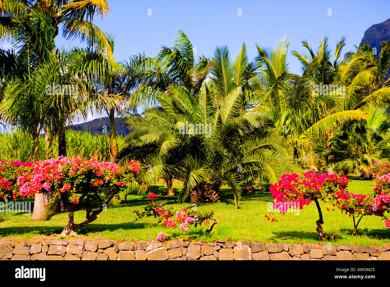 Specimen exotic tropical plants greens paradise lush colours colors hi ...