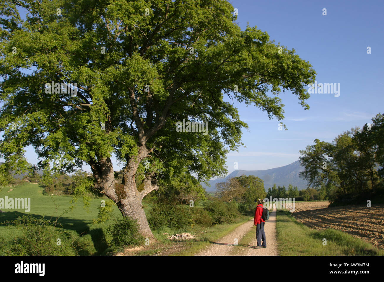 Man and oak tree Stock Photo - Alamy
