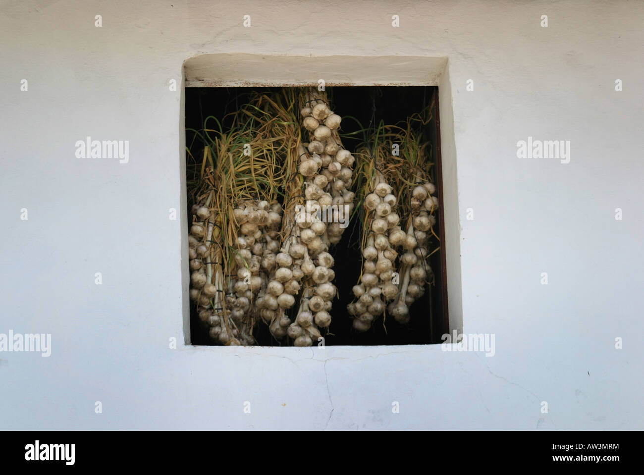 Garlic drying out hi-res stock photography and images - Alamy