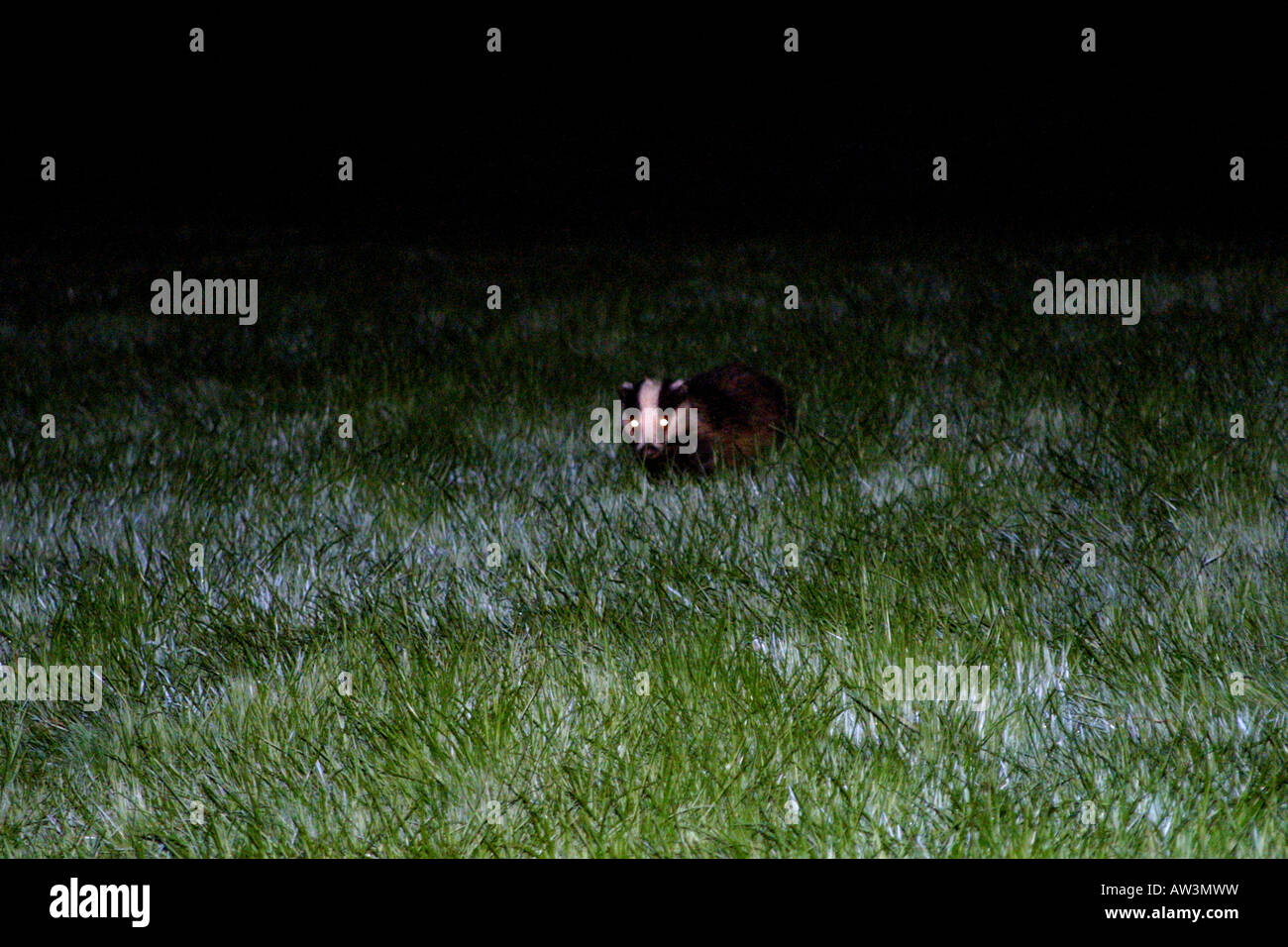 Badger hunting at night. Badgers are protected but some get killed by ...