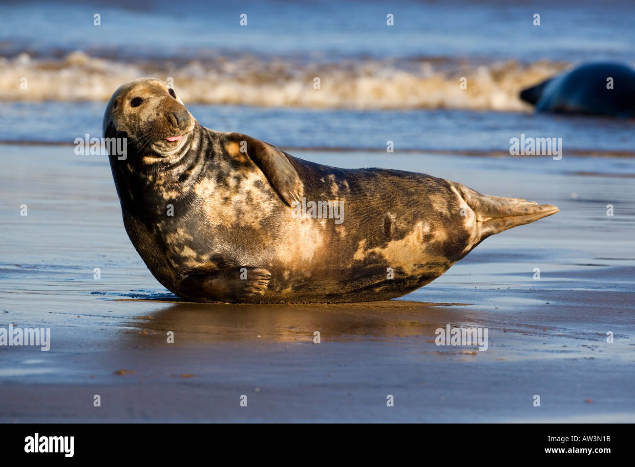 Seal tail up close hi-res stock photography and images - Alamy