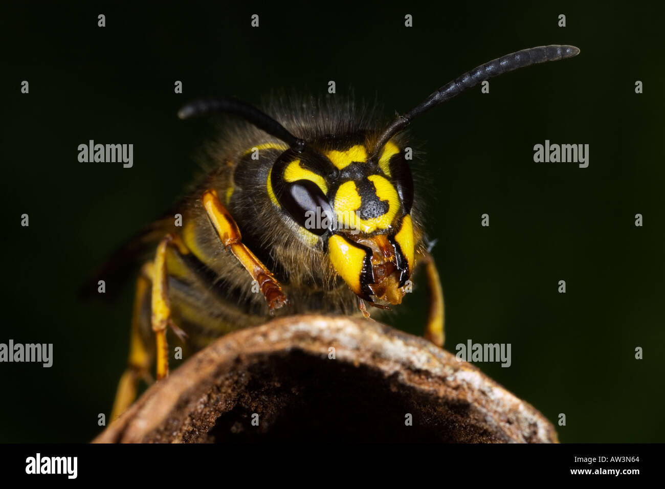 Common Wasp Vespula vulgaris close up of head showing distinctive ...