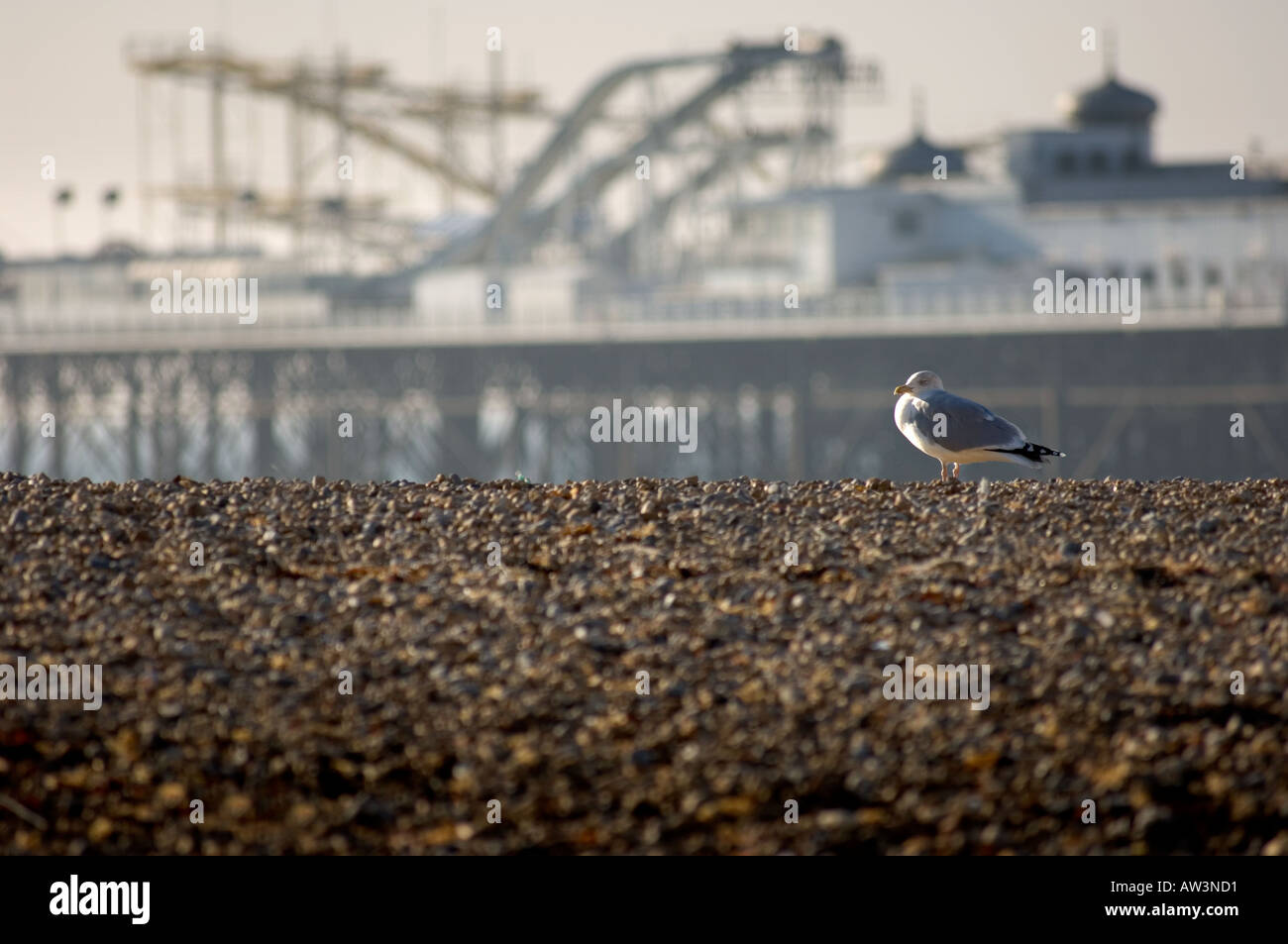 Native british birds hi-res stock photography and images - Alamy