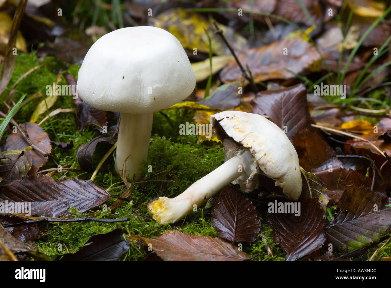 Yellow Stainer Agaricus xanthodermus Showing yellowing at base ...