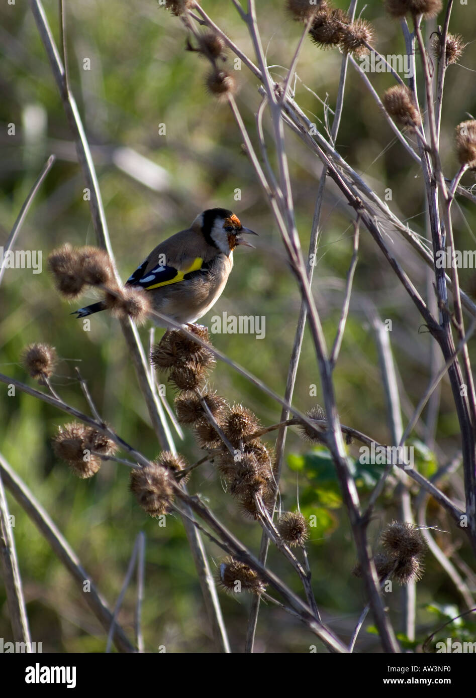 Asian bird flu threat hi-res stock photography and images - Alamy