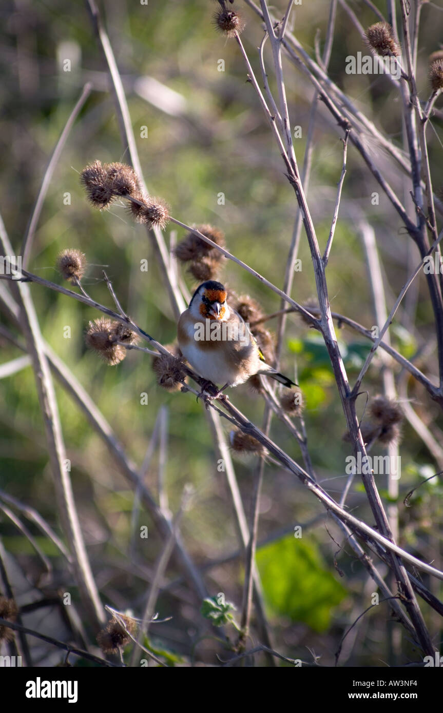 Asian bird flu threat hi-res stock photography and images - Alamy