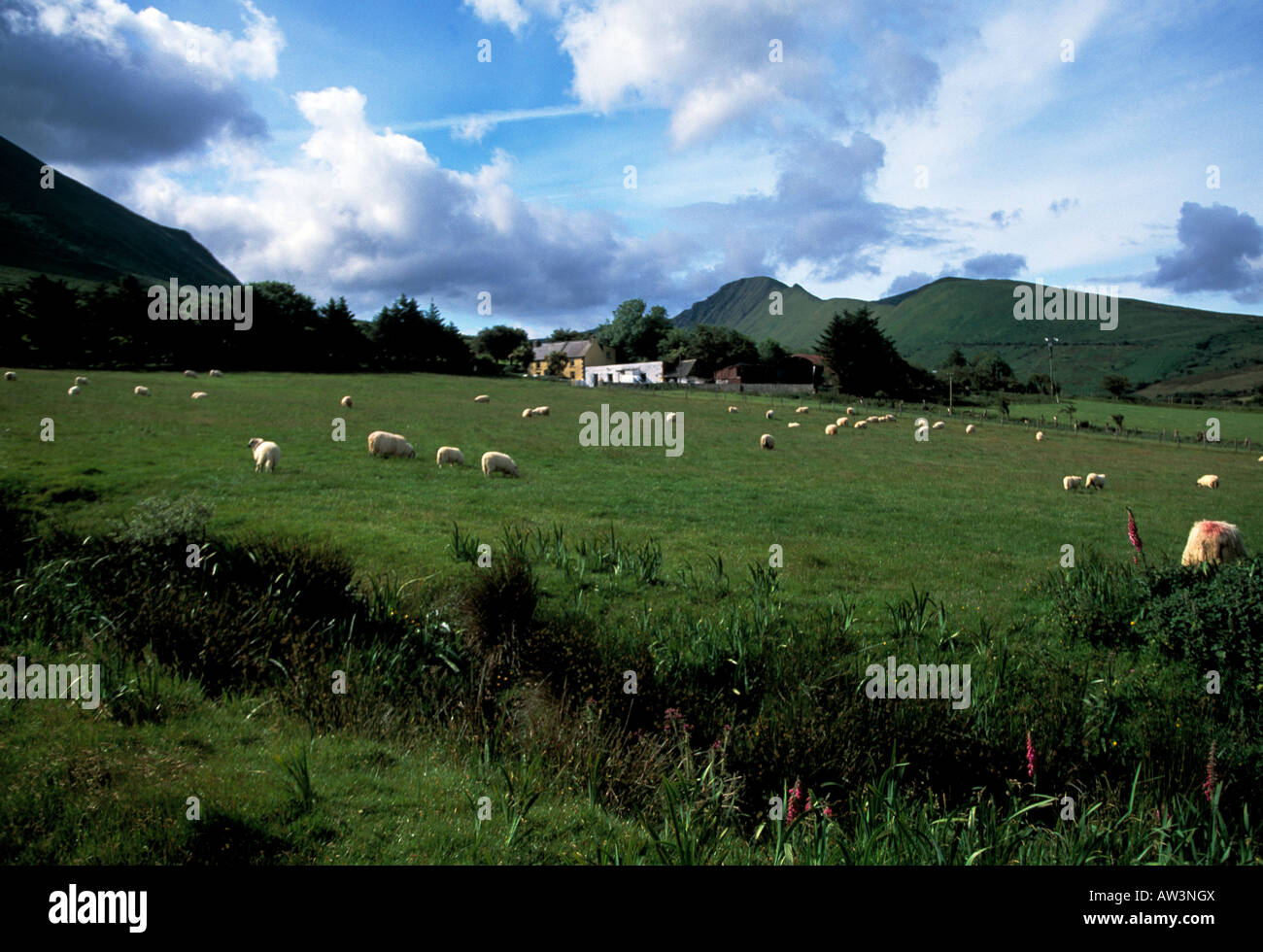 green field in irelands landscape Stock Photo - Alamy