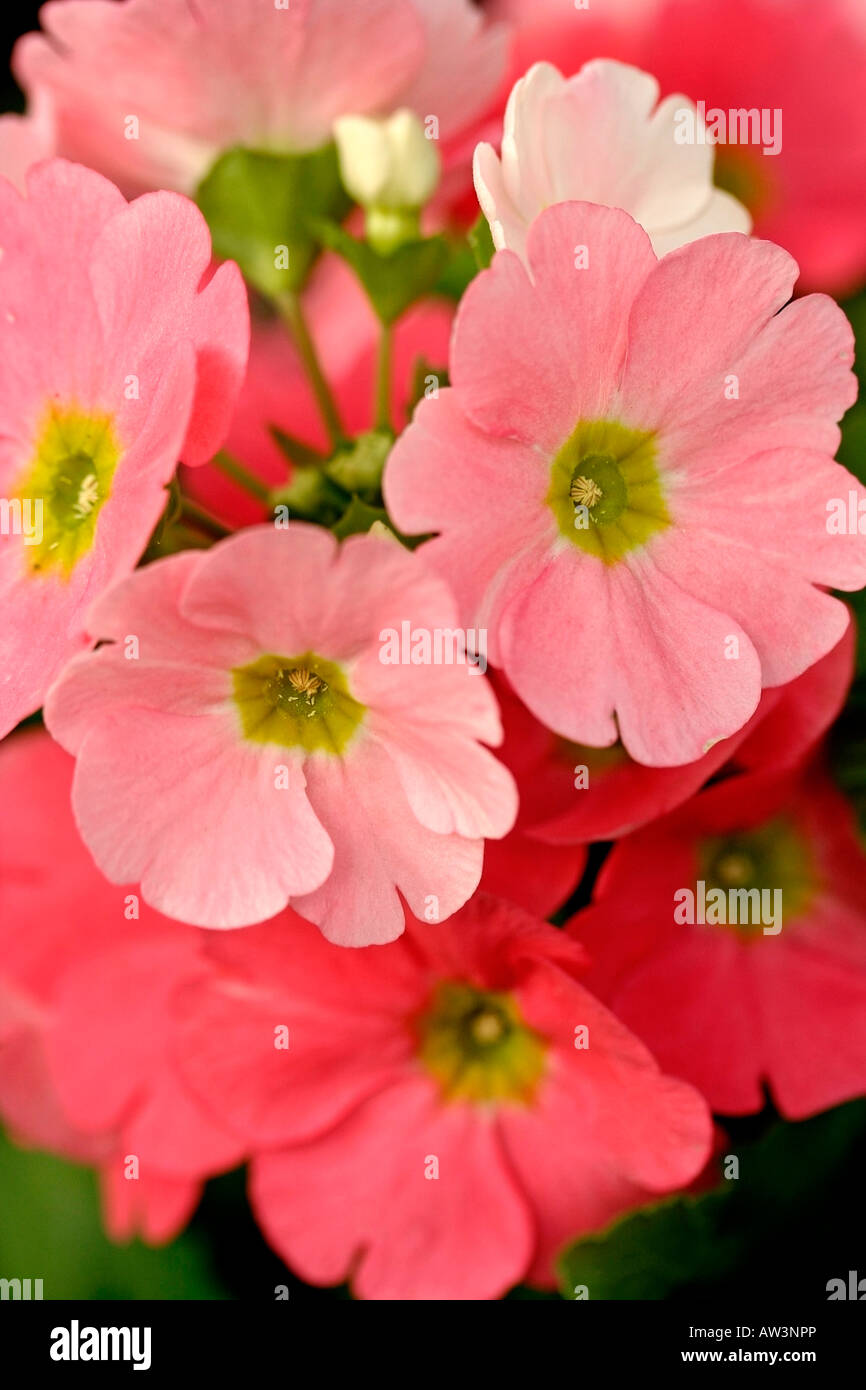 German primrose Primula obconica Stock Photo - Alamy