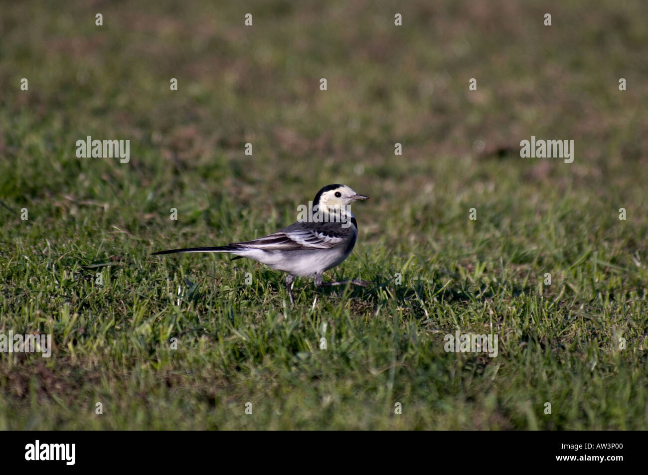 British bird feathers hi-res stock photography and images - Alamy