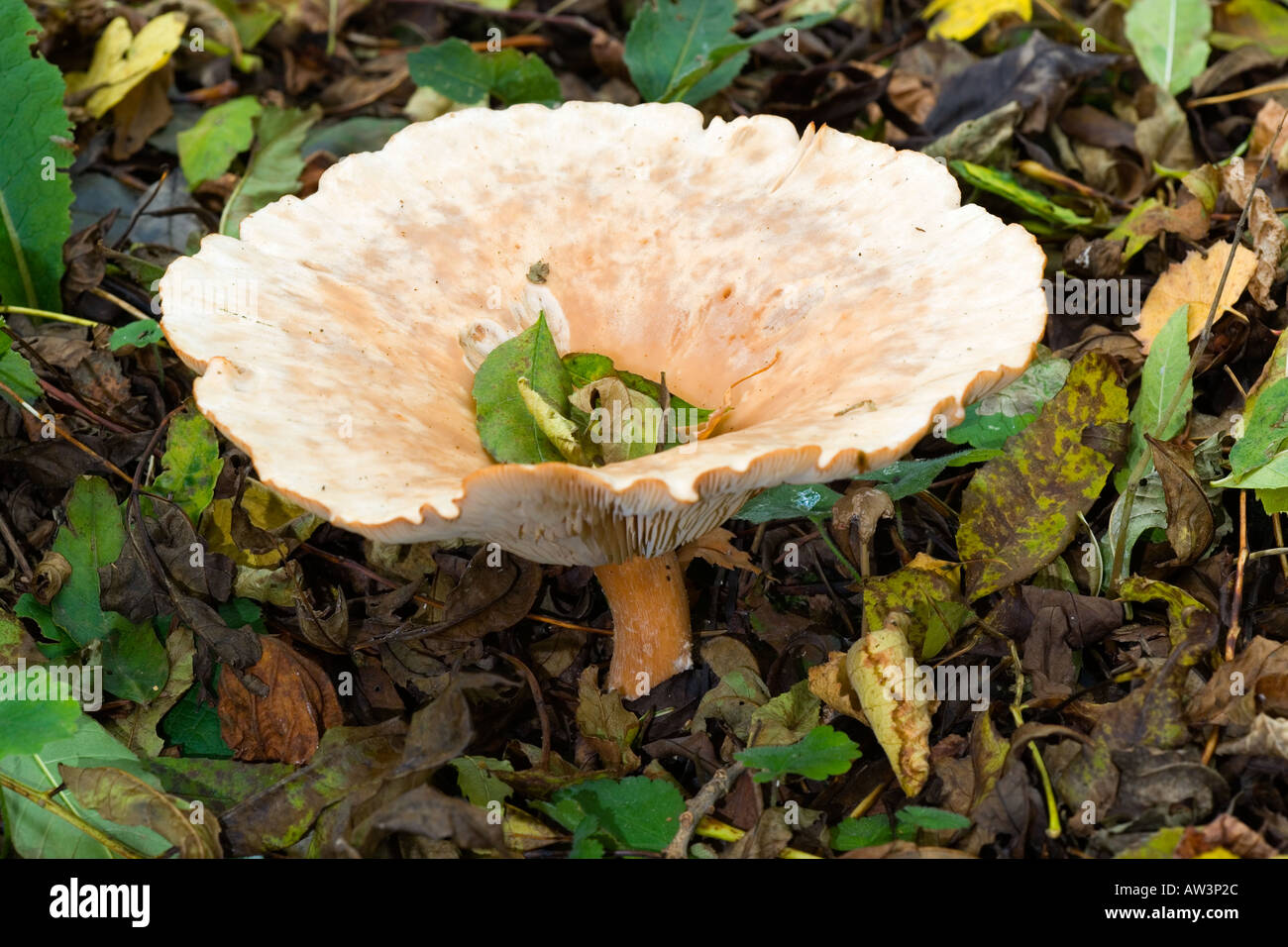 Grey Milkcap Lactarius vietus growing in leaf litter waresley wood ...