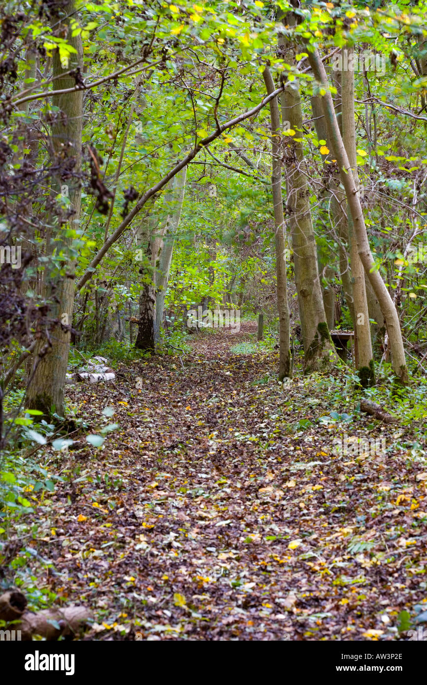 Waresley wood hi-res stock photography and images - Alamy