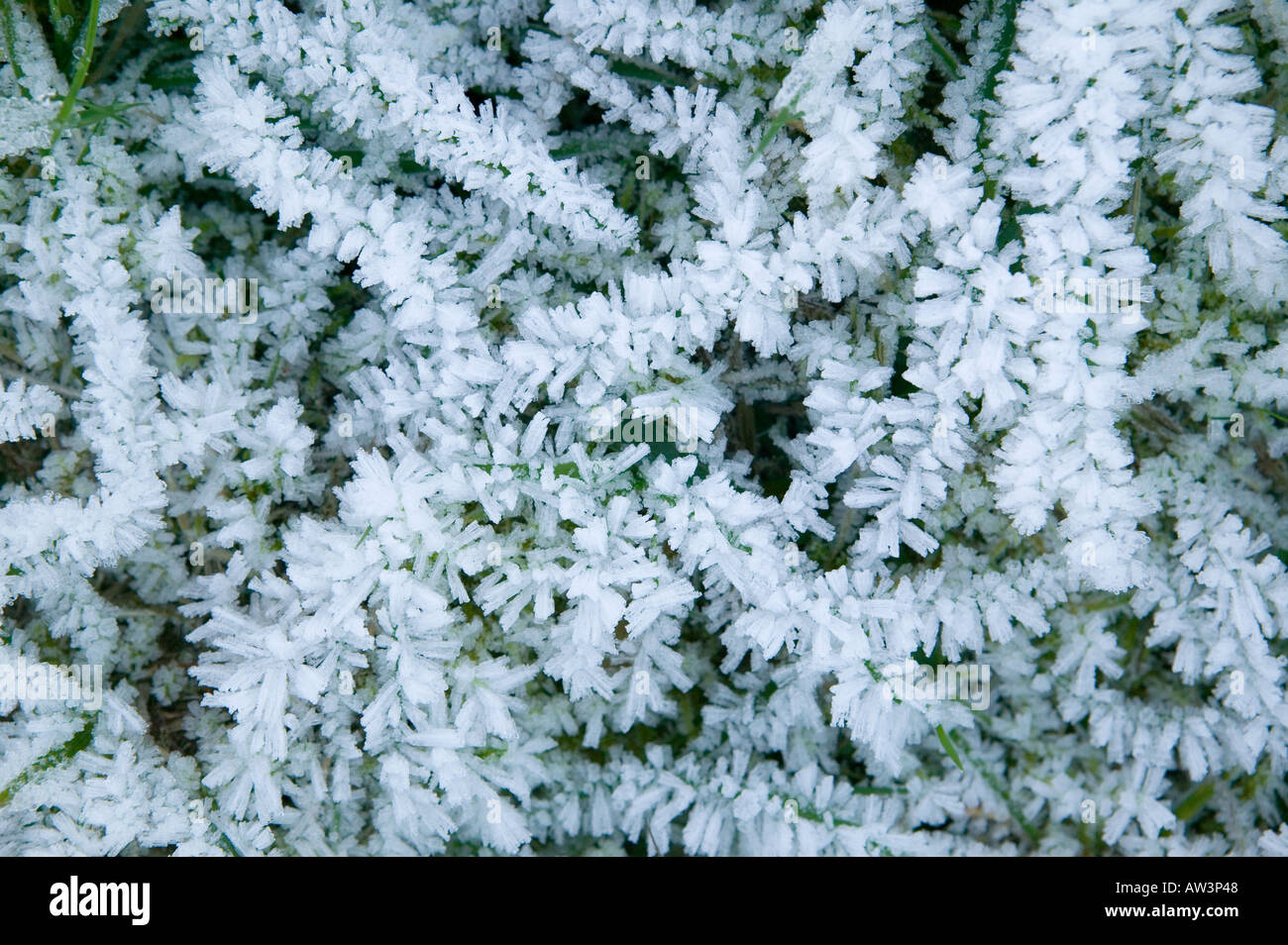 Ice crystals on grass hi-res stock photography and images - Alamy