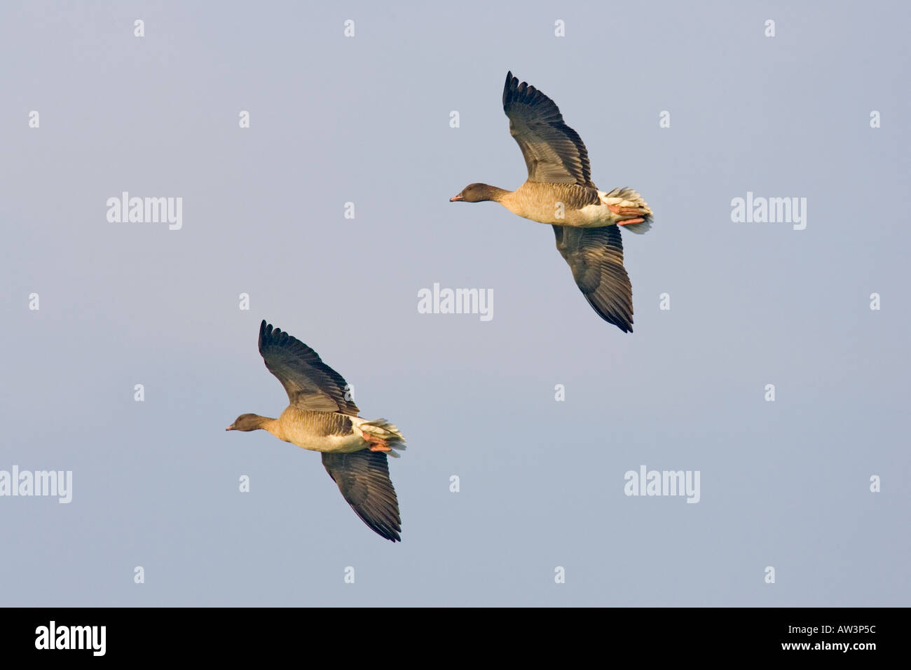 Blue goose hi-res stock photography and images - Alamy