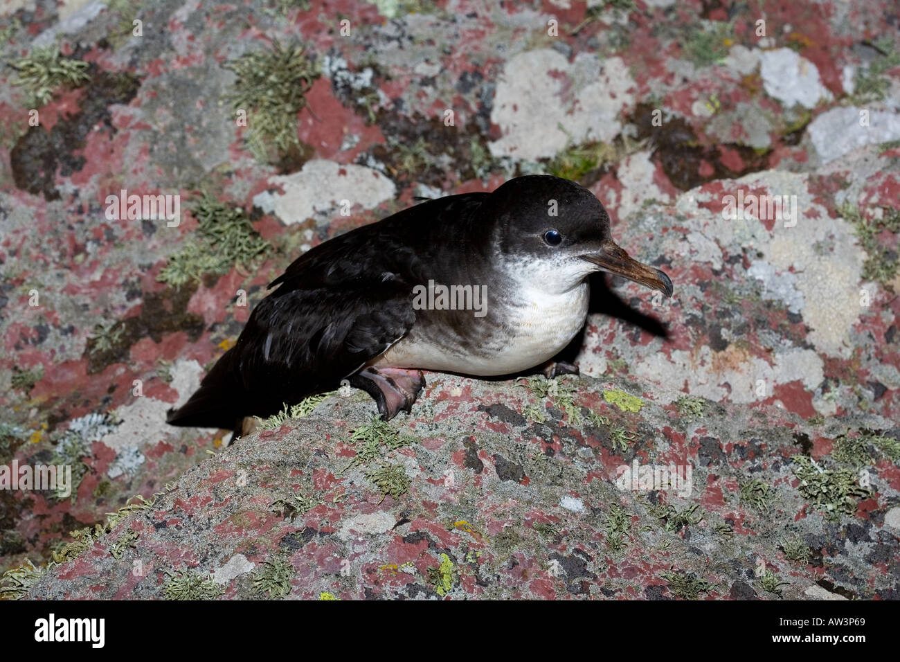 Manx shearwater Puffinus puffinus On rock outcrop Skokholm island ...