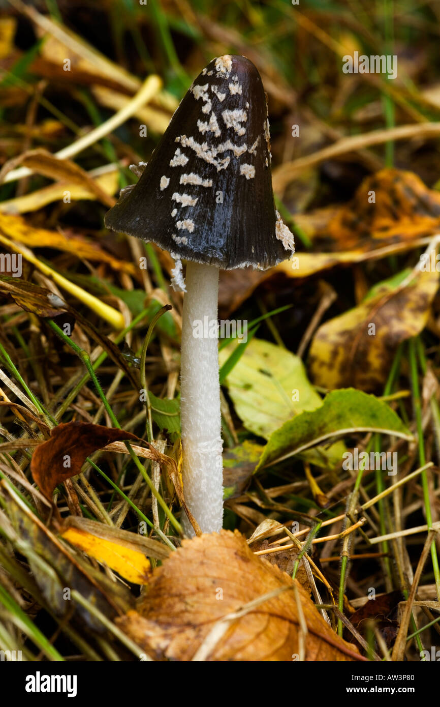 Magpie ink cap Coprinus picaceus growing in leaf litter chicksands wood ...