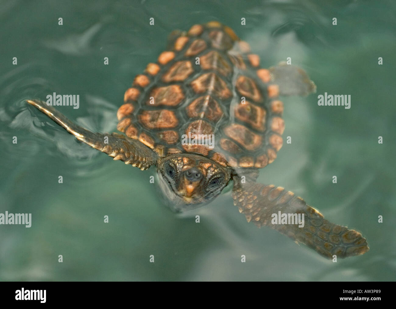 Loggerhead sea turtle Caretta caretta post hatchling in rehabilitation ...