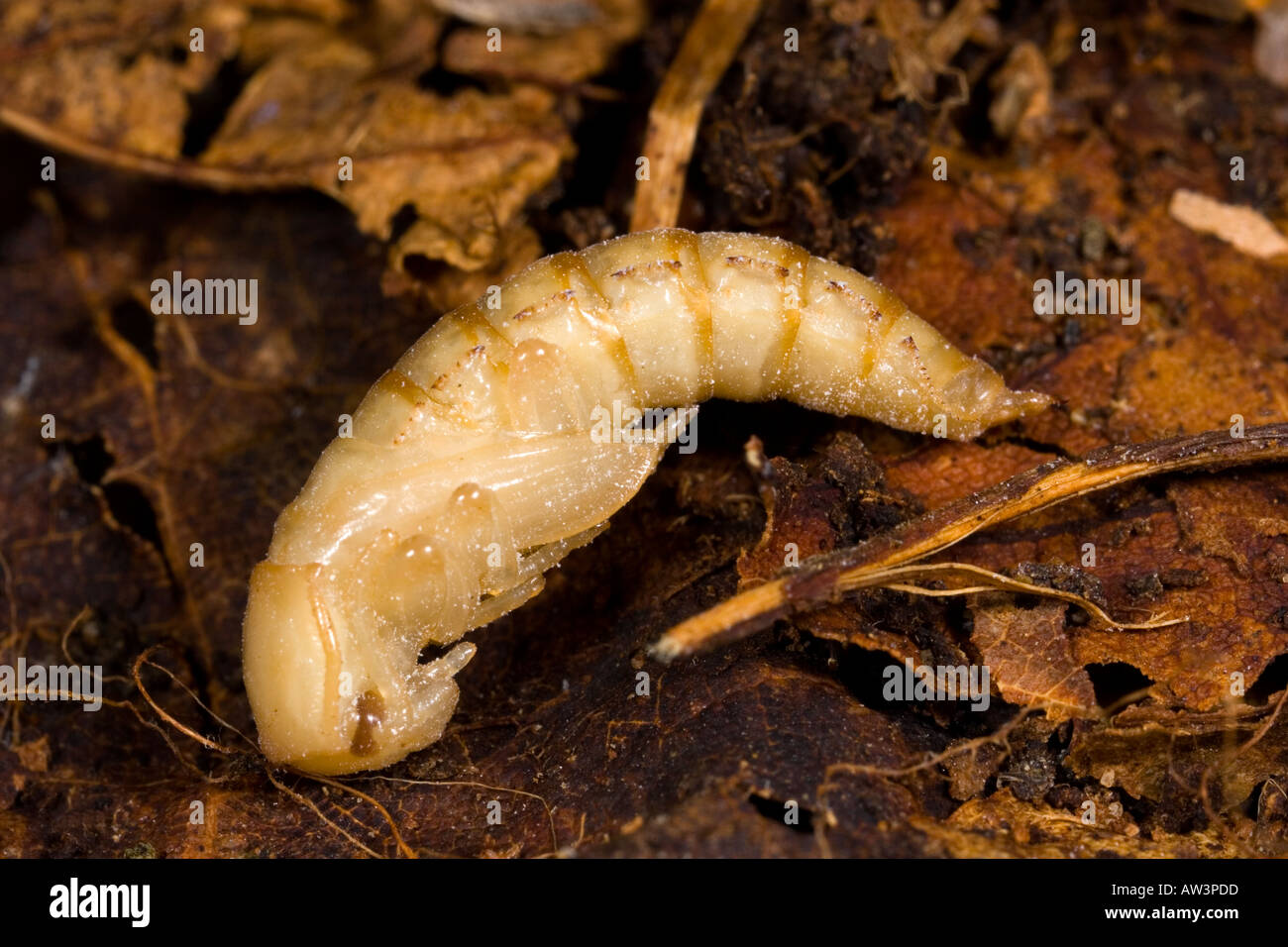 Pupa beetle hi-res stock photography and images - Alamy