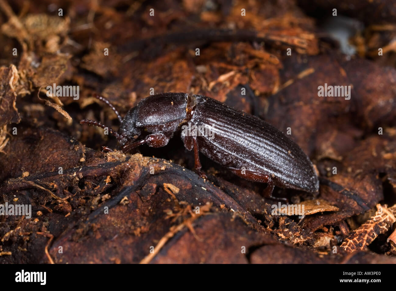 Darkling beetle Tenebrio molitor Adult Beetle in leaf mould Stock Photo ...