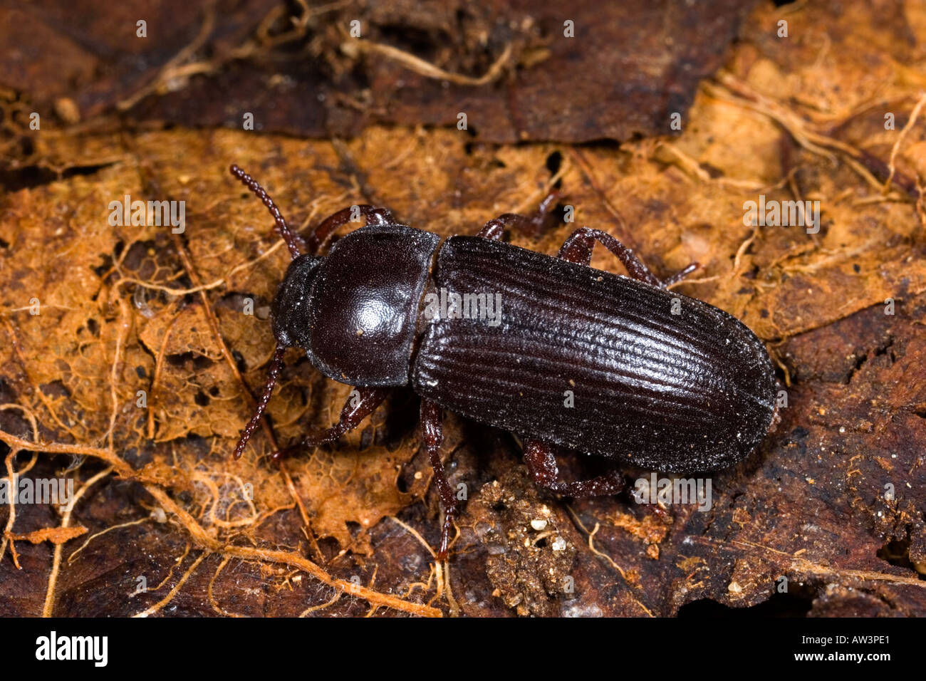 Adult beetle hi-res stock photography and images - Alamy