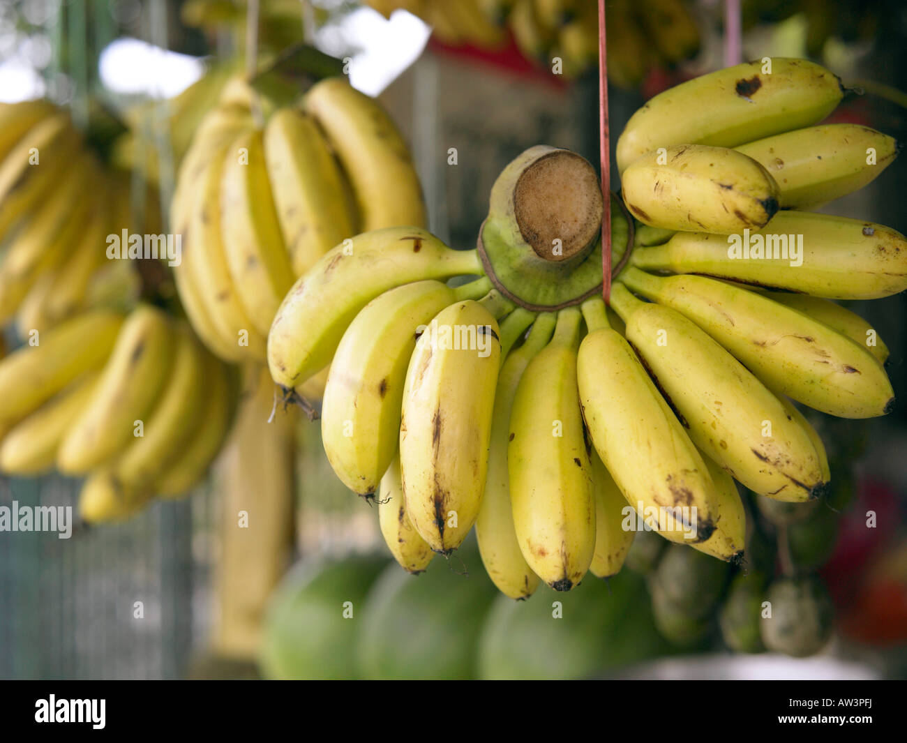 Banana bunches hanging hi-res stock photography and images - Alamy