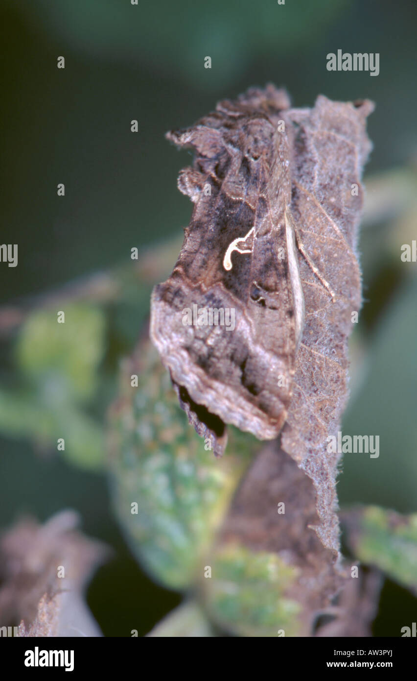 "Silver Y" moth (Autographa gamma) on a dead leaf Stock Photo - Alamy