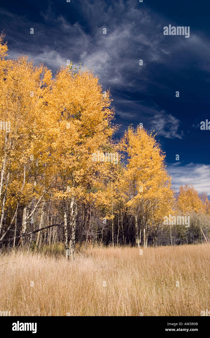 Meadow fall autumn colors hi-res stock photography and images - Alamy