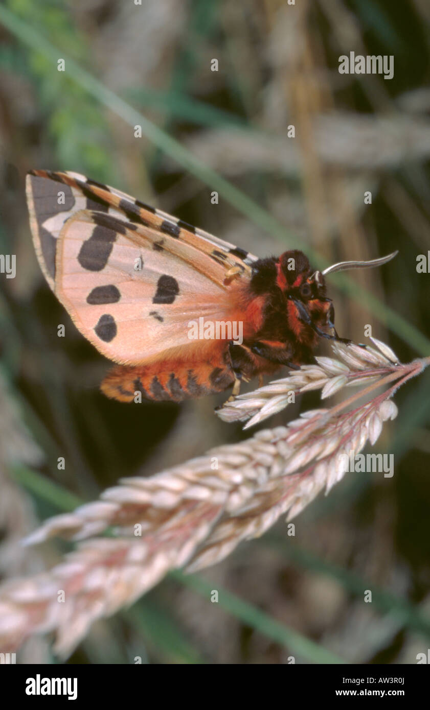 "Garden Tiger moth" (Arctia caja Stock Photo - Alamy